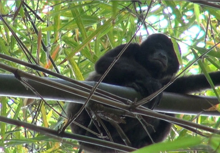 Exitosa captura de un mono saraguato por personal de ZOOMAT – Escena ...