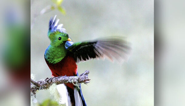 Cumplimos 30 años de trabajos de conservación del Quetzal, el ave más ...